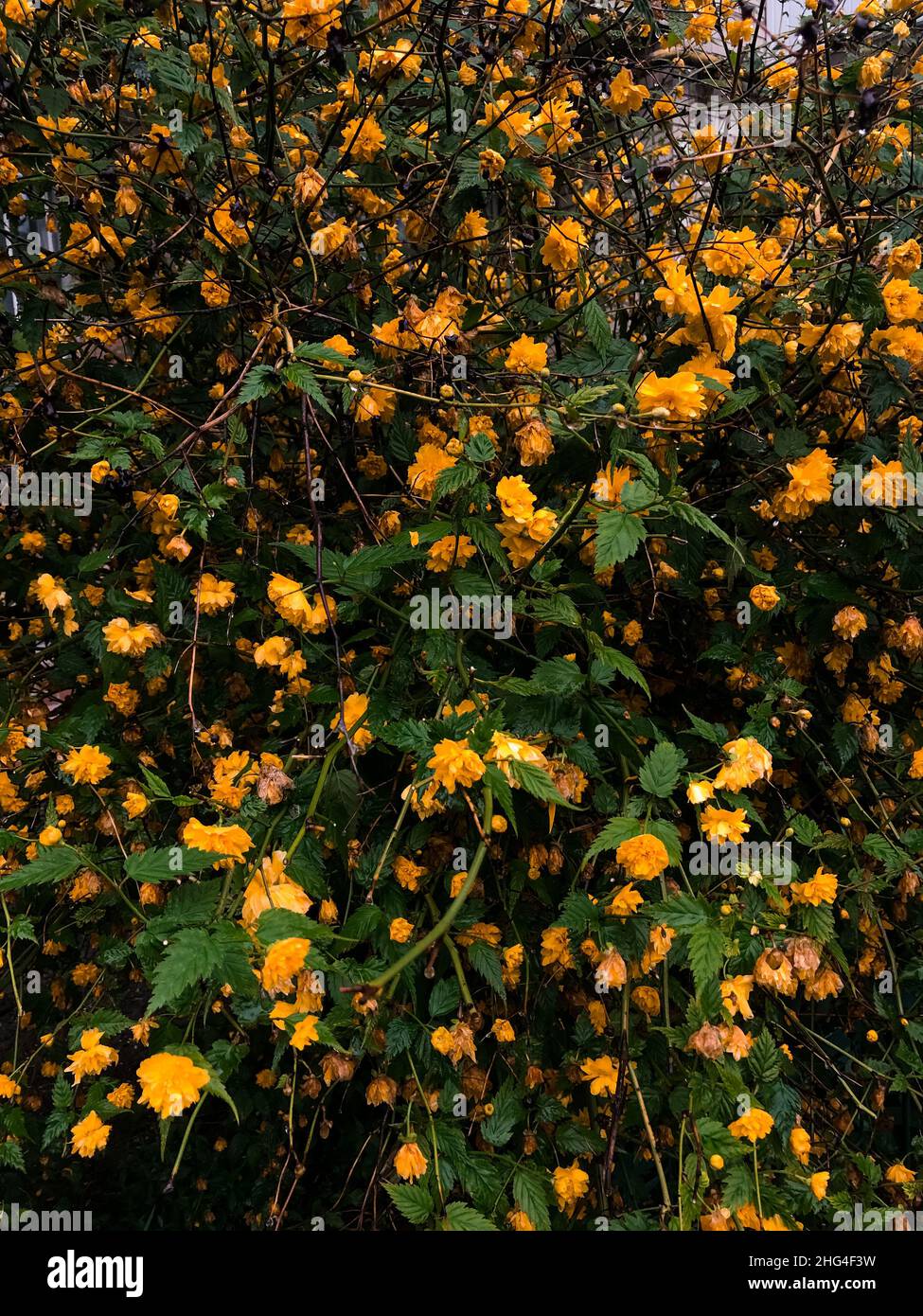 Beautiful little yellow blooming blossom flowers bushes. Texture ...