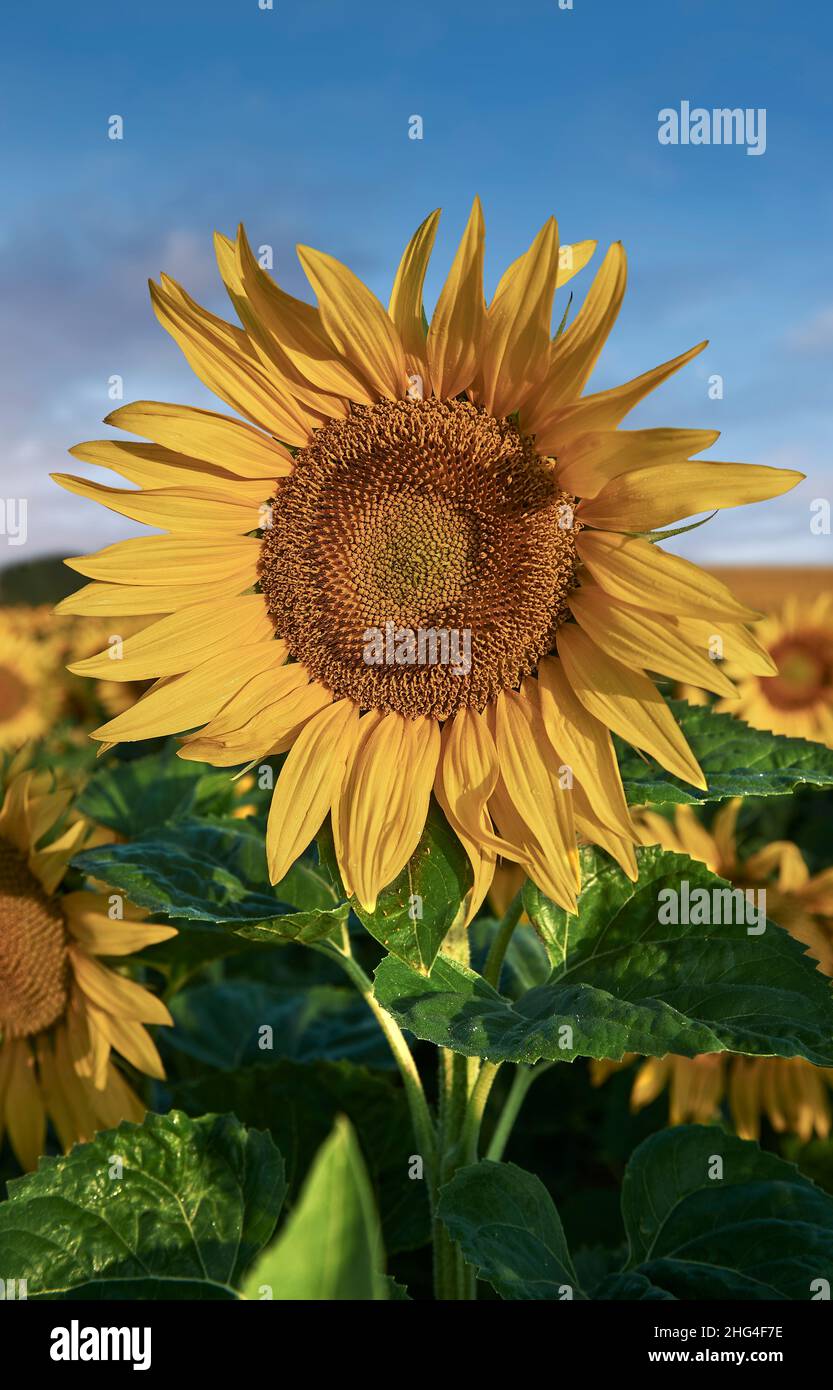 Panorama of sunflower heads flowering in a filed of sunflowers in early ...