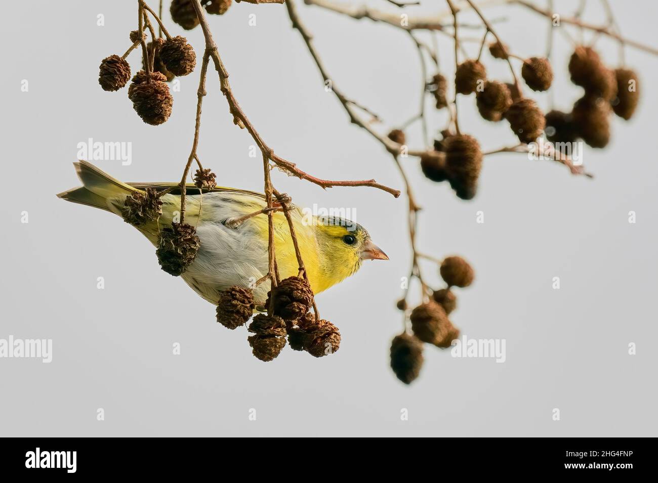 Yellowhammer male, closeup. Sitting on a twig. Looking for food ...
