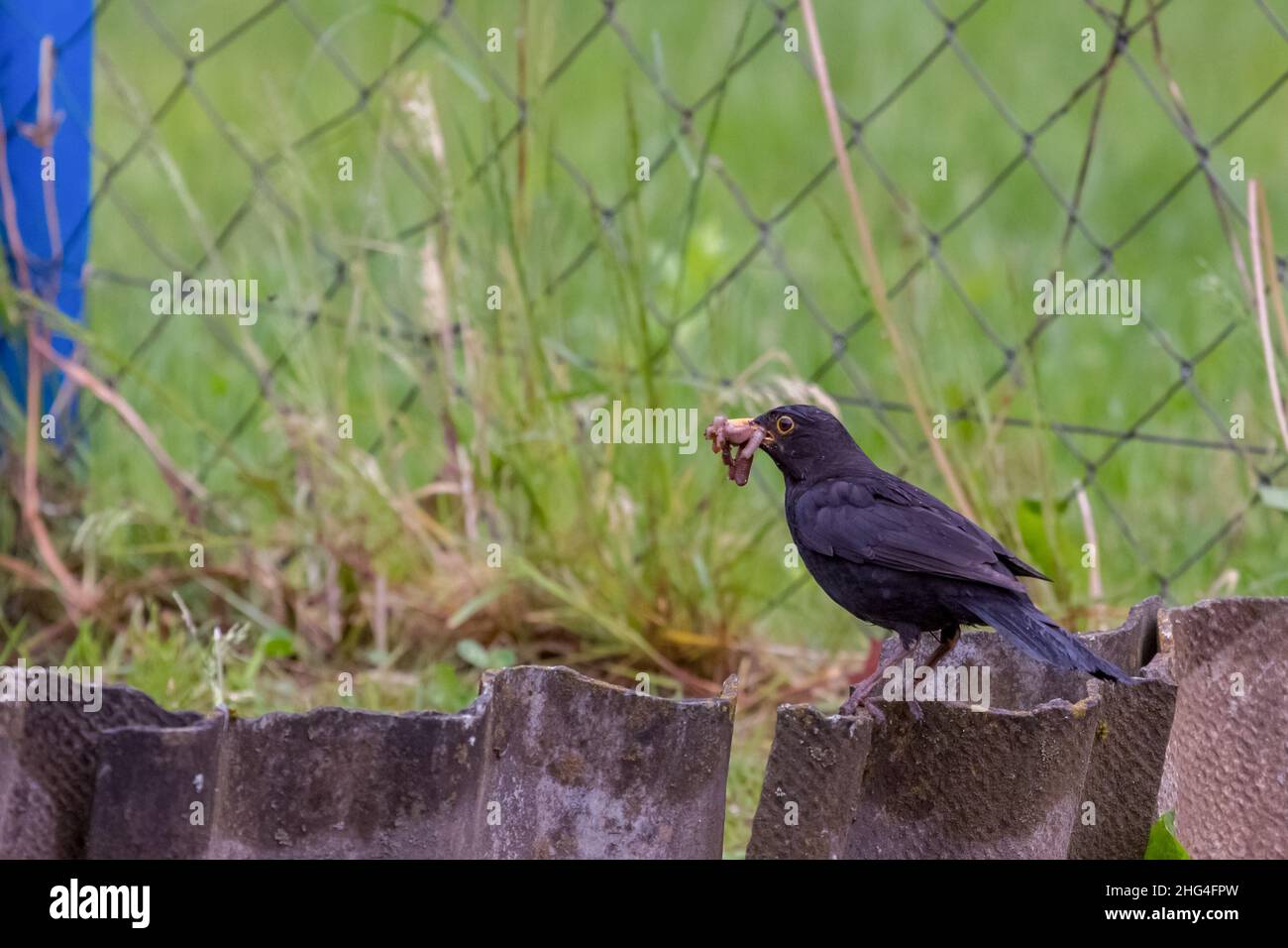 The common blackbird eating worms. Turdus merula is a species of true ...