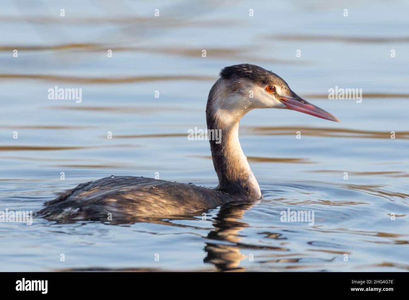Great Crested Grebe, Podiceps Cristatus on water, showing its winter ...
