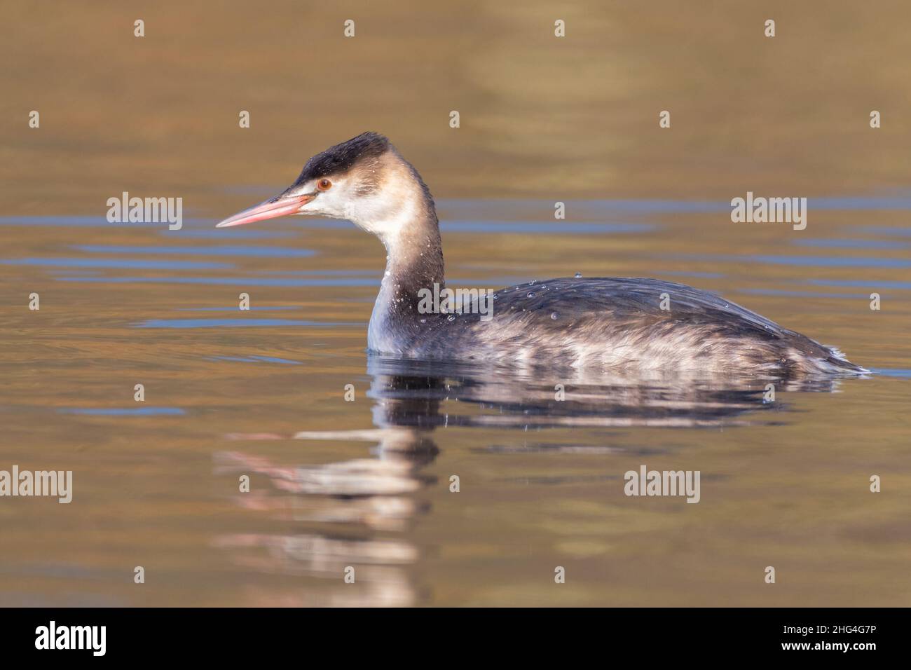 Great Crested Grebe, Podiceps Cristatus on water, showing its winter ...