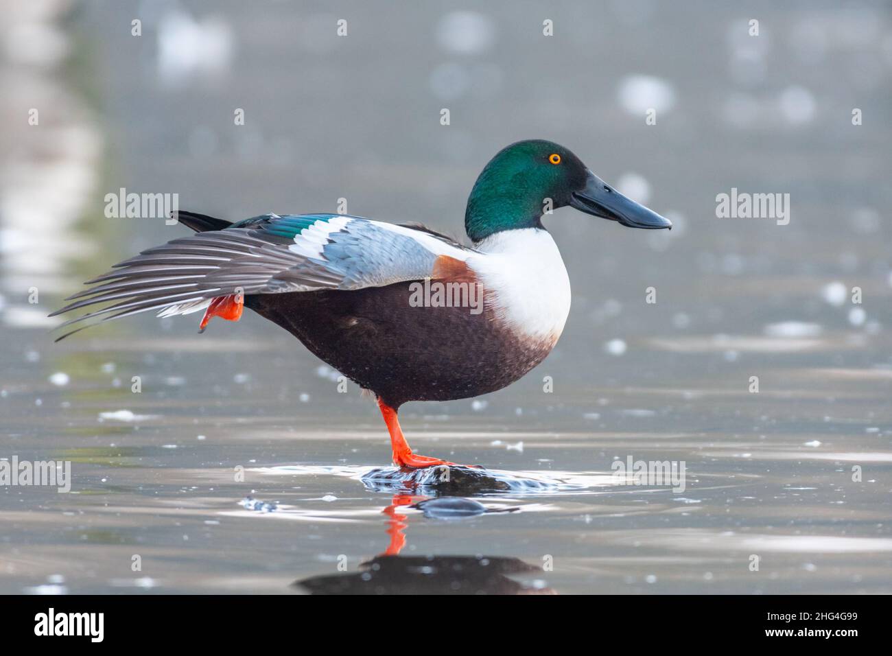 Northern Shoveler Duck standing on a rock in shallow water, stretching ...
