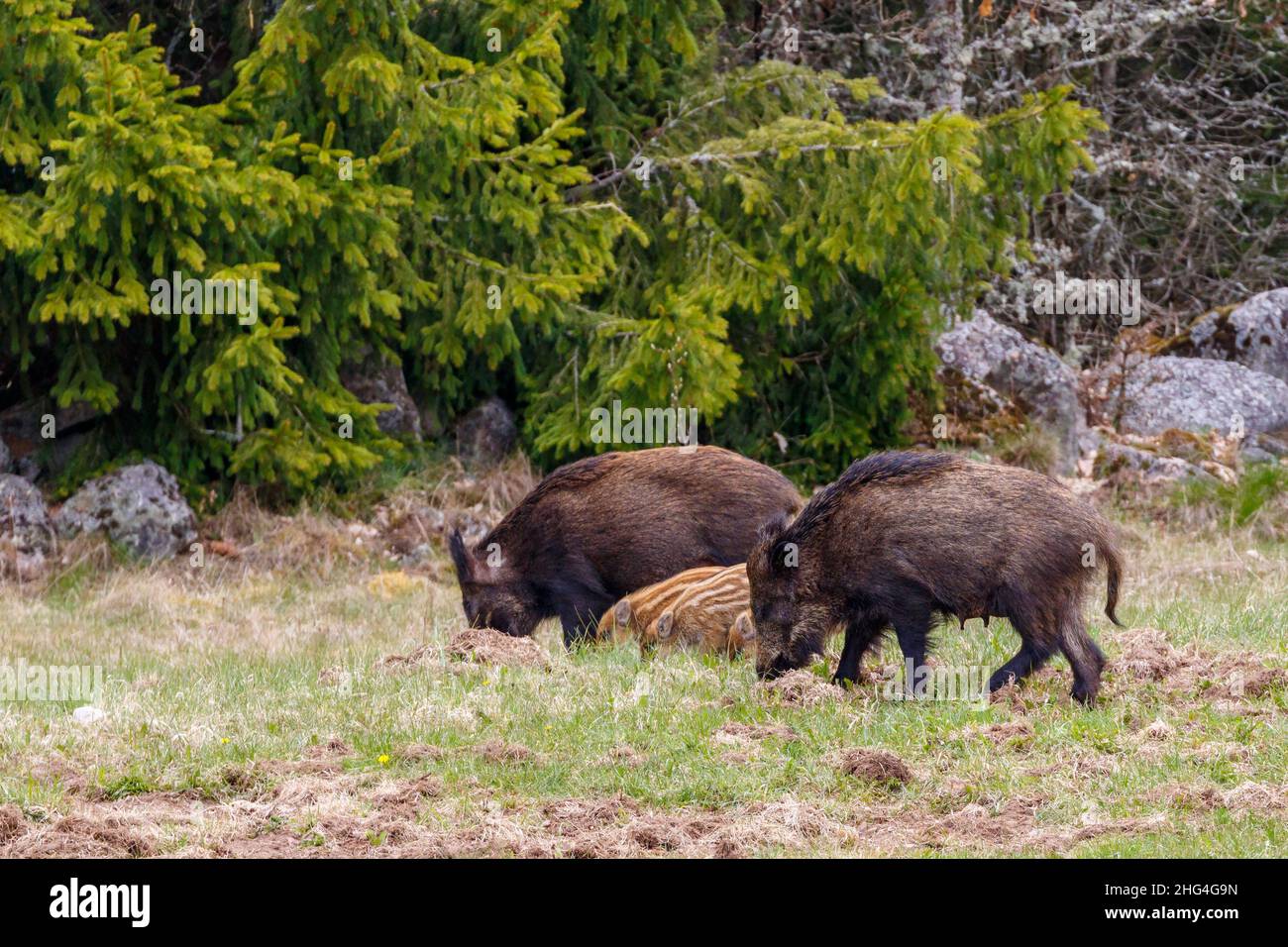 Wild pigs at the edge of a woodland Stock Photo - Alamy
