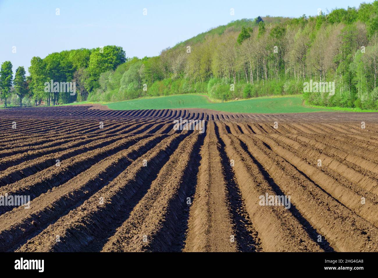 Potato field in a lush rural landscape Stock Photo - Alamy