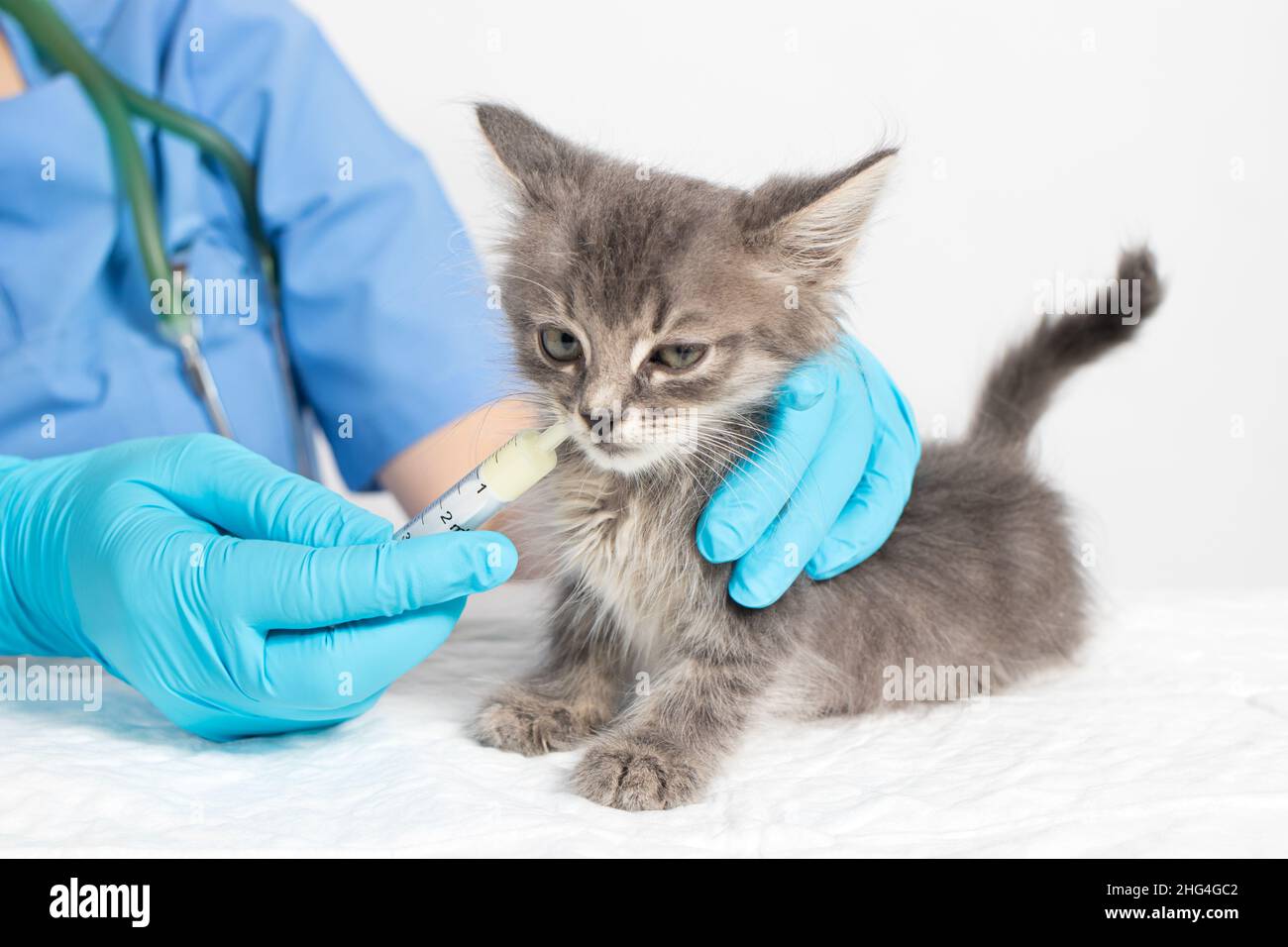Treatment of a kitten from sepsis, urolithiasis or a dietary supplement ...