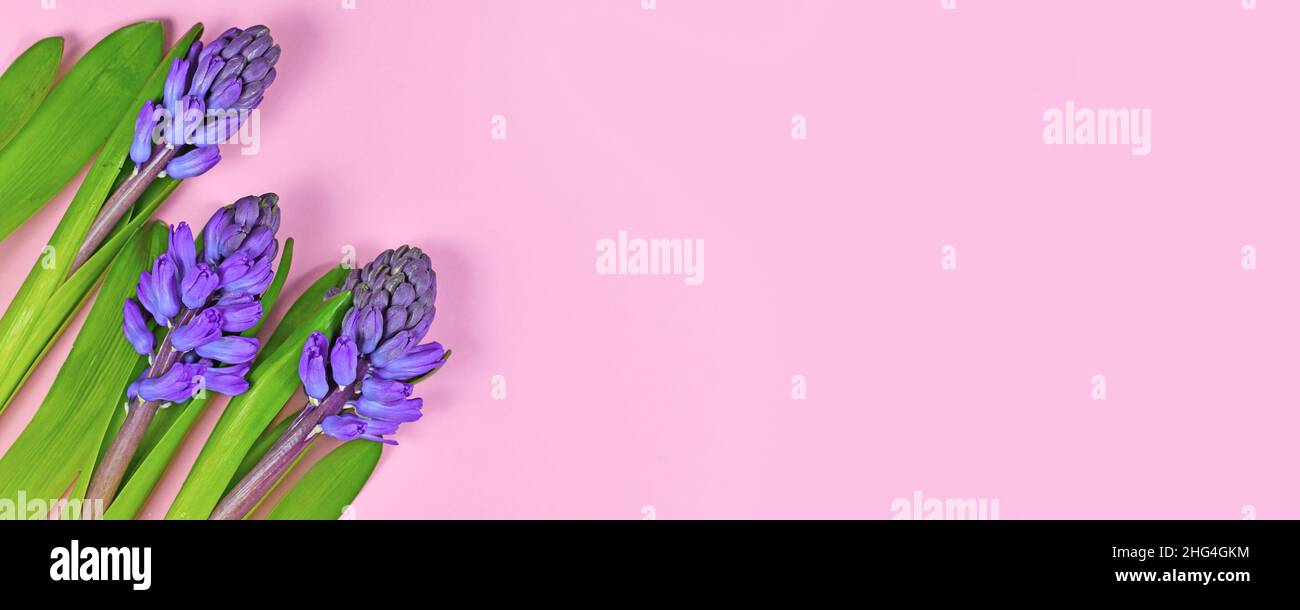 Spring banner with blooming purple Hyacinth flowers on side of pink ...