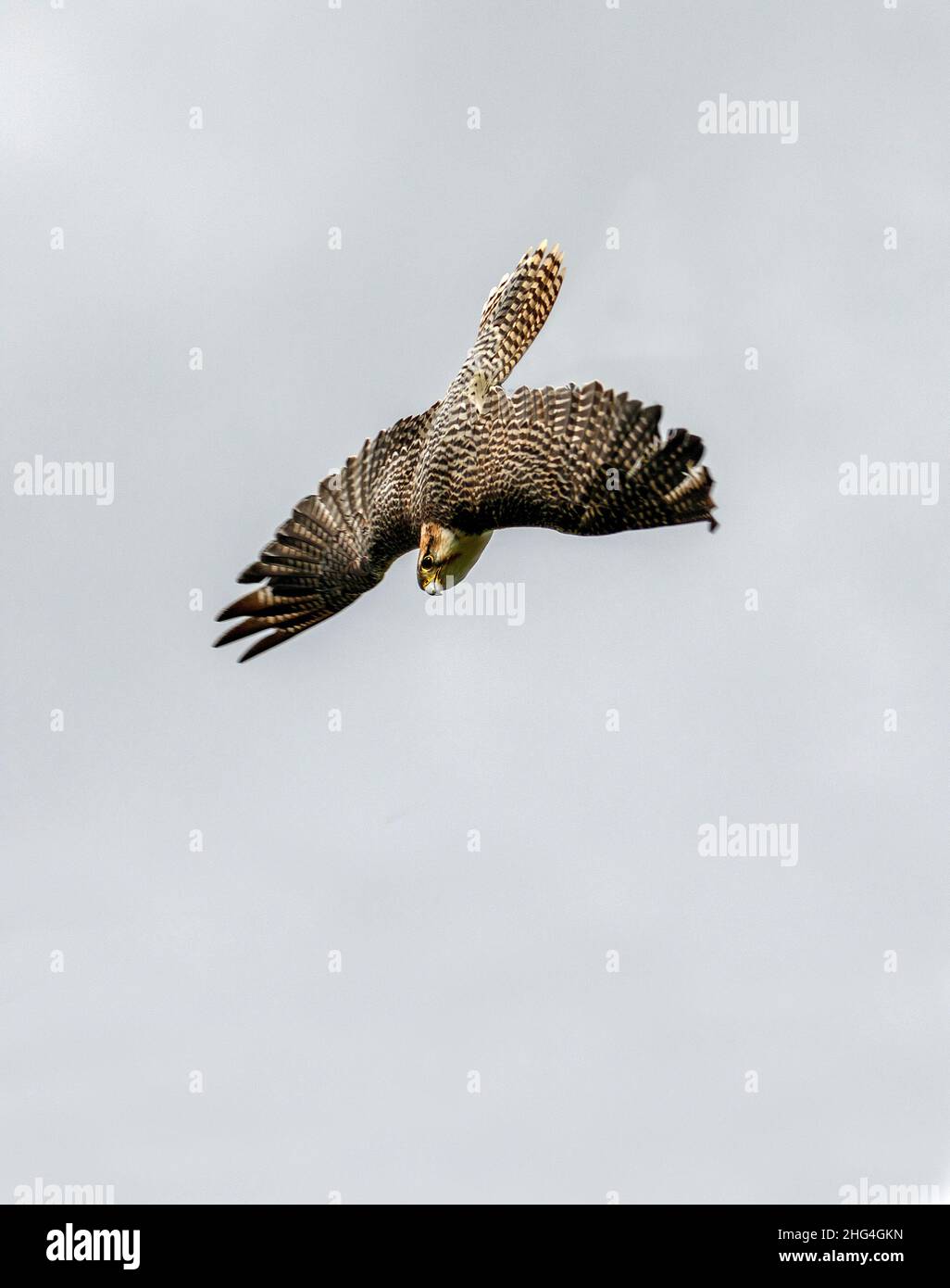 Falcon in Flight Stock Photo - Alamy