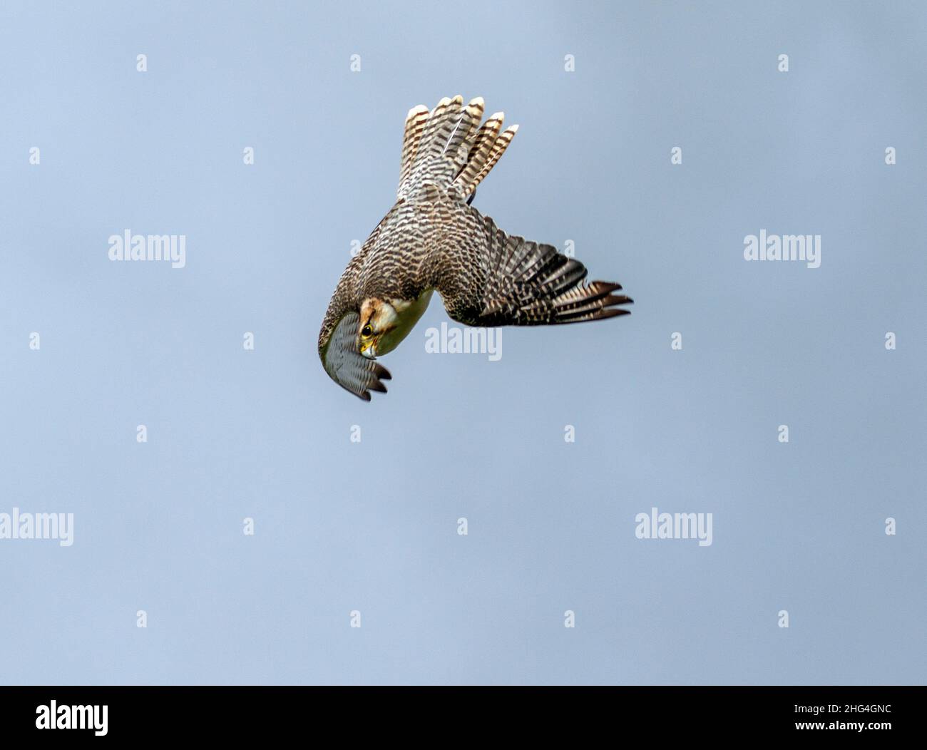 Falcon in Flight Stock Photo - Alamy