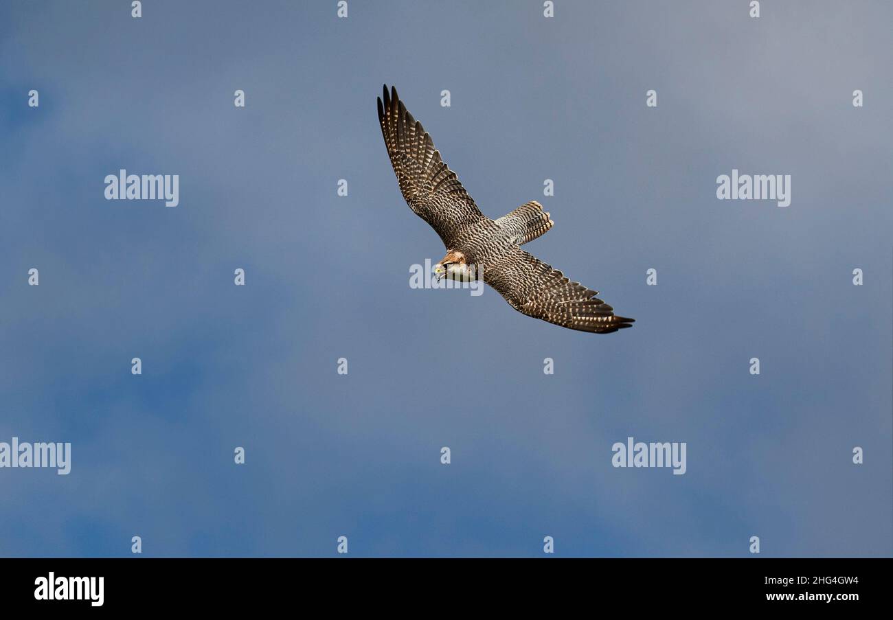 Falcon in Flight Stock Photo - Alamy