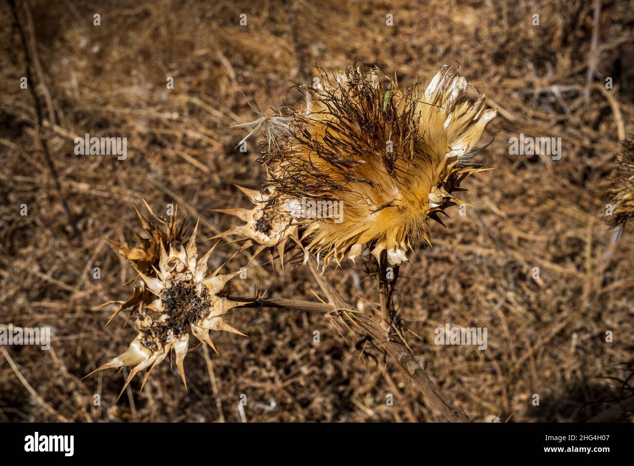 Cynara cardunculus Artichoke thistle seed heads growing wild in ...
