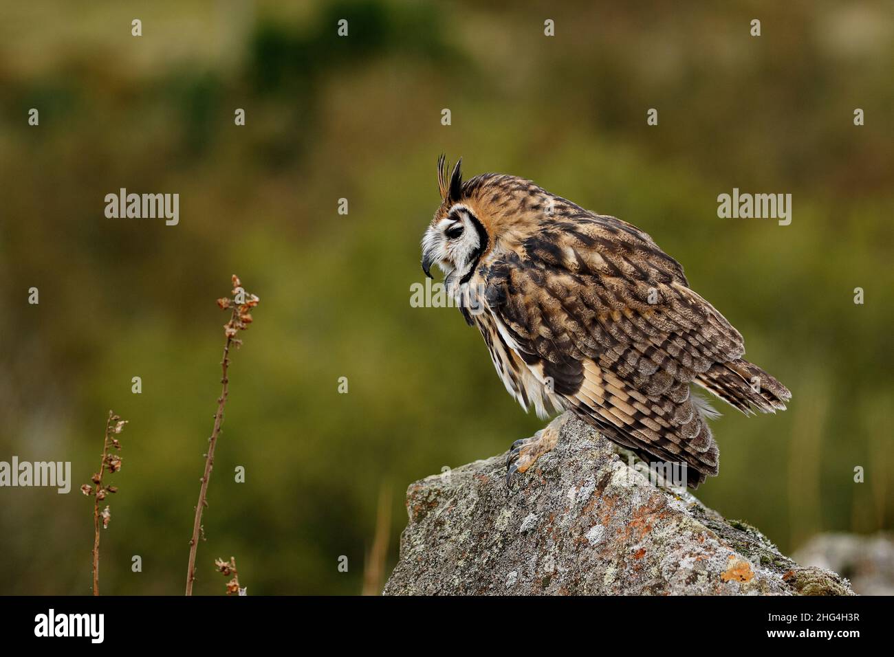 Peruvian Striped Owl Stock Photo - Alamy