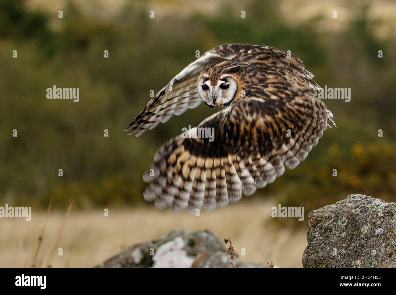 Peruvian Striped Owl
