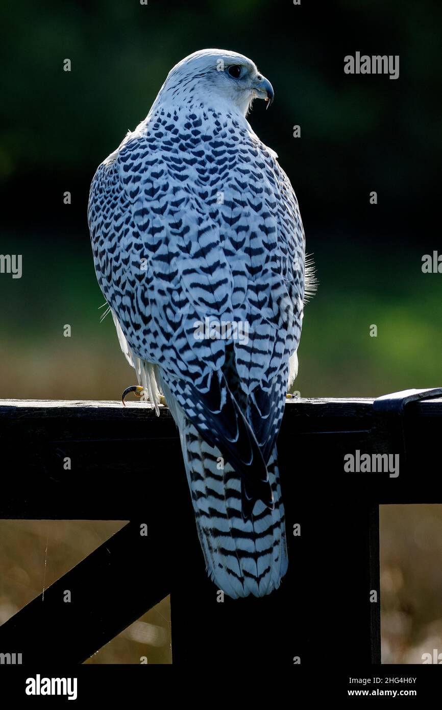 White gyrfalcon hi-res stock photography and images - Alamy