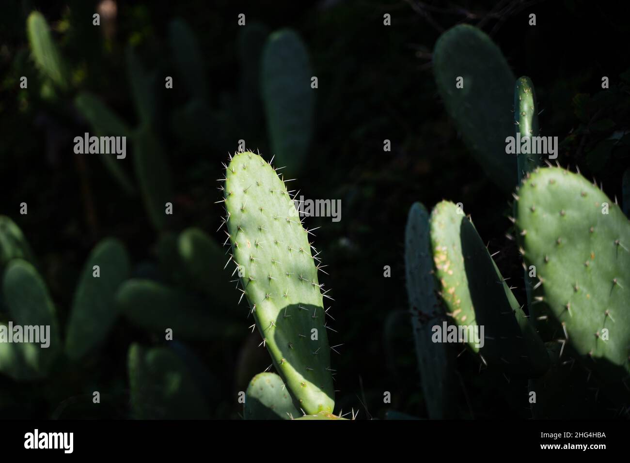 Several wild cactus leaves with spines in Madeira, Portugal Stock Photo ...