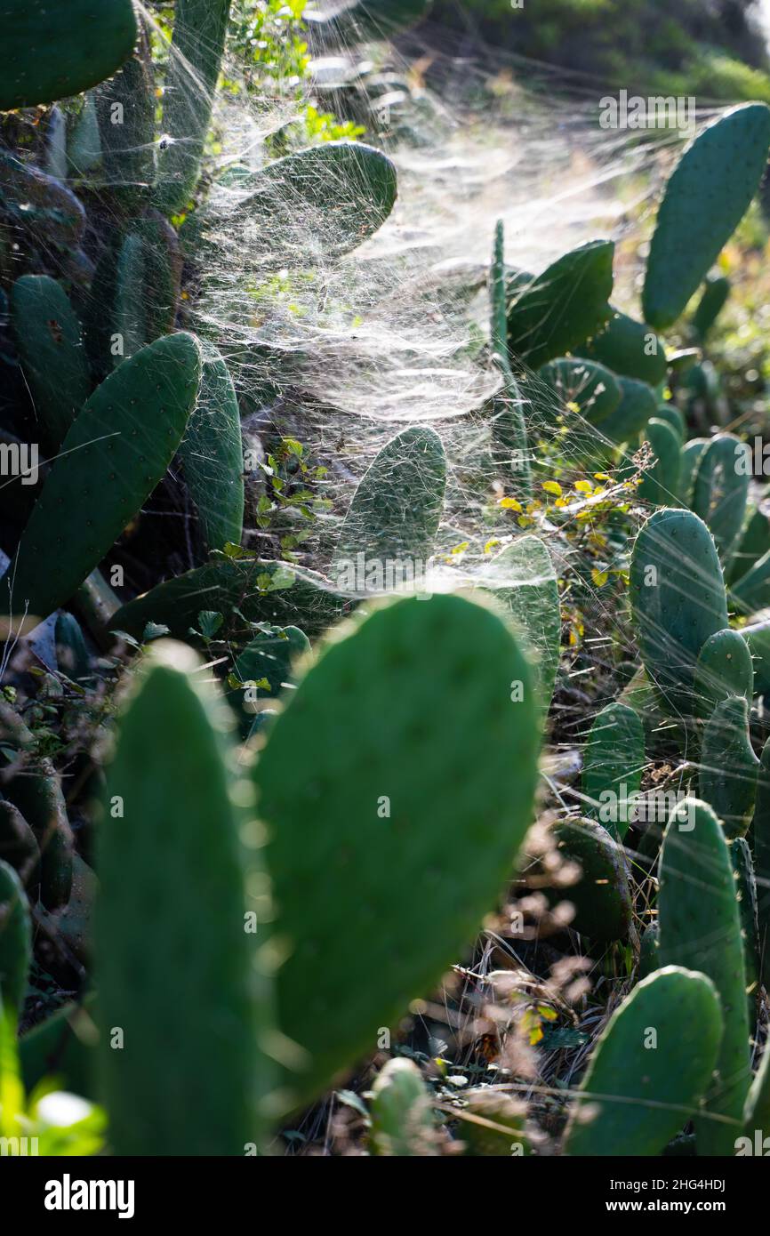 Vertical photo of wild cactus covered by spider webs in Madeira ...