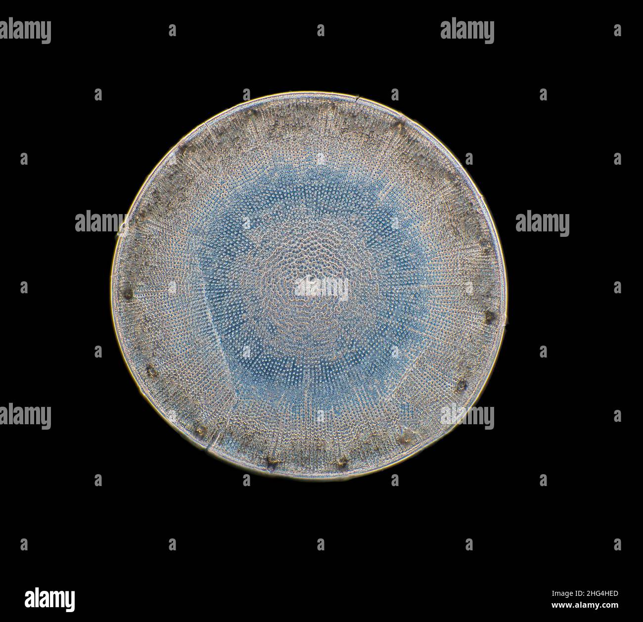 Aulacodiscus diatom, Palos Verdes, USA Stock Photo - Alamy