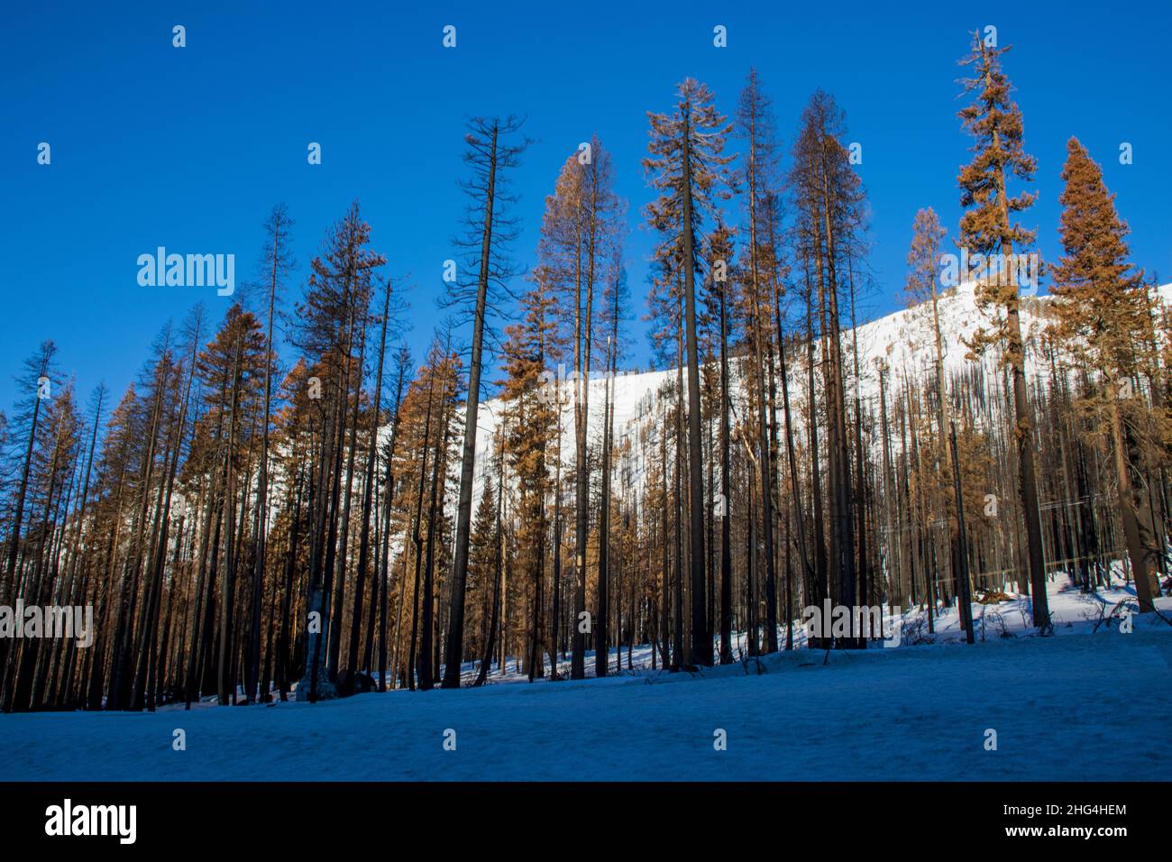 The Caldor Fire aftermath winter 2022 Stock Photo - Alamy