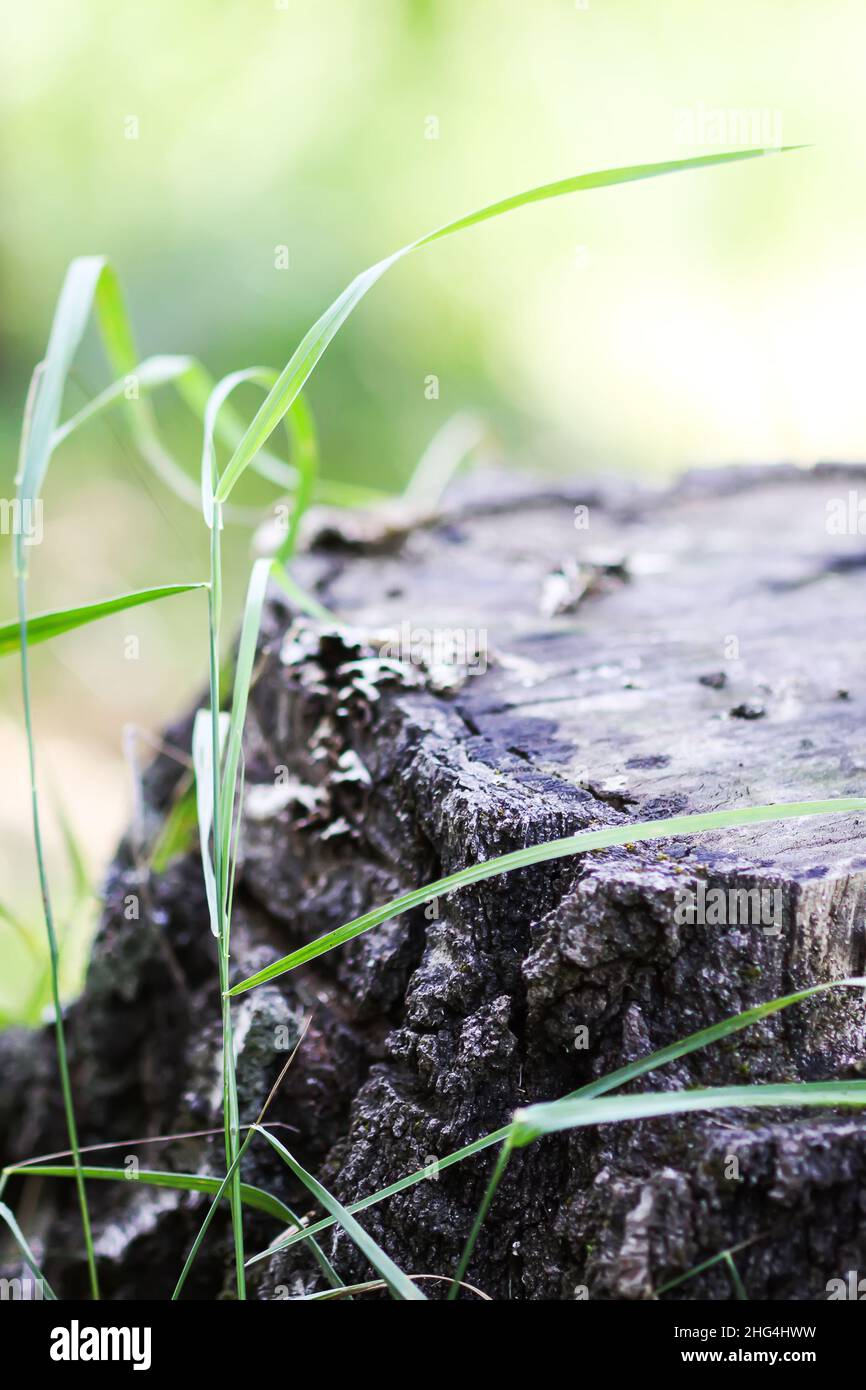 Birch tree stump and green grass in park. Summer nature details Stock ...