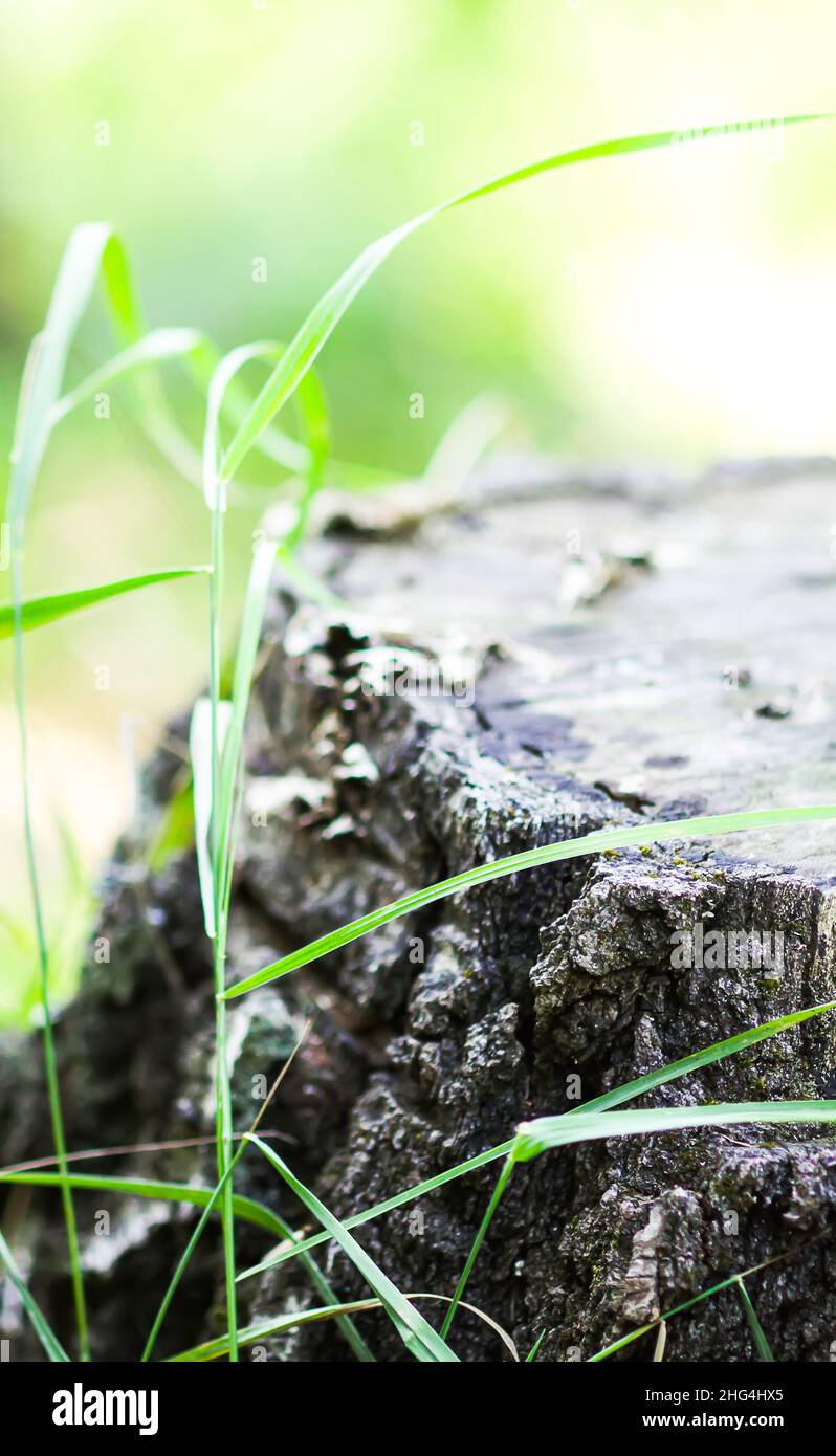 Birch tree stump and green grass in park. Summer nature details Stock ...