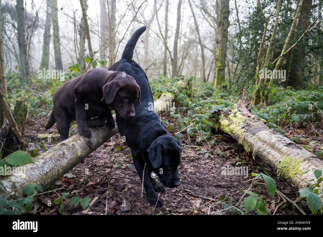Labrador Dogs Playing Stock Photo - Alamy