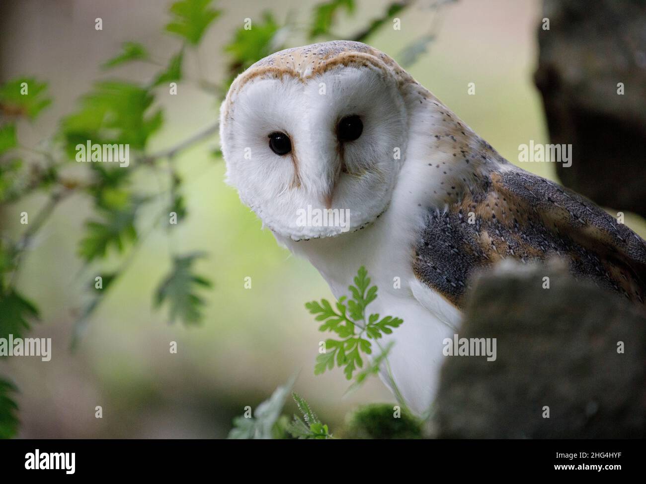 Barn owl head hi-res stock photography and images - Alamy