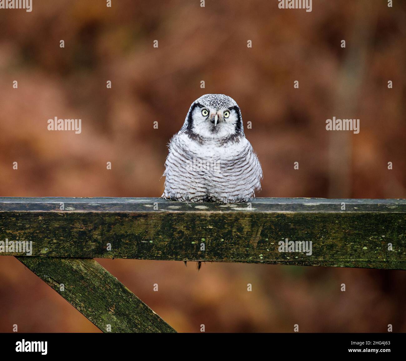 Surnia ulula hi-res stock photography and images - Alamy