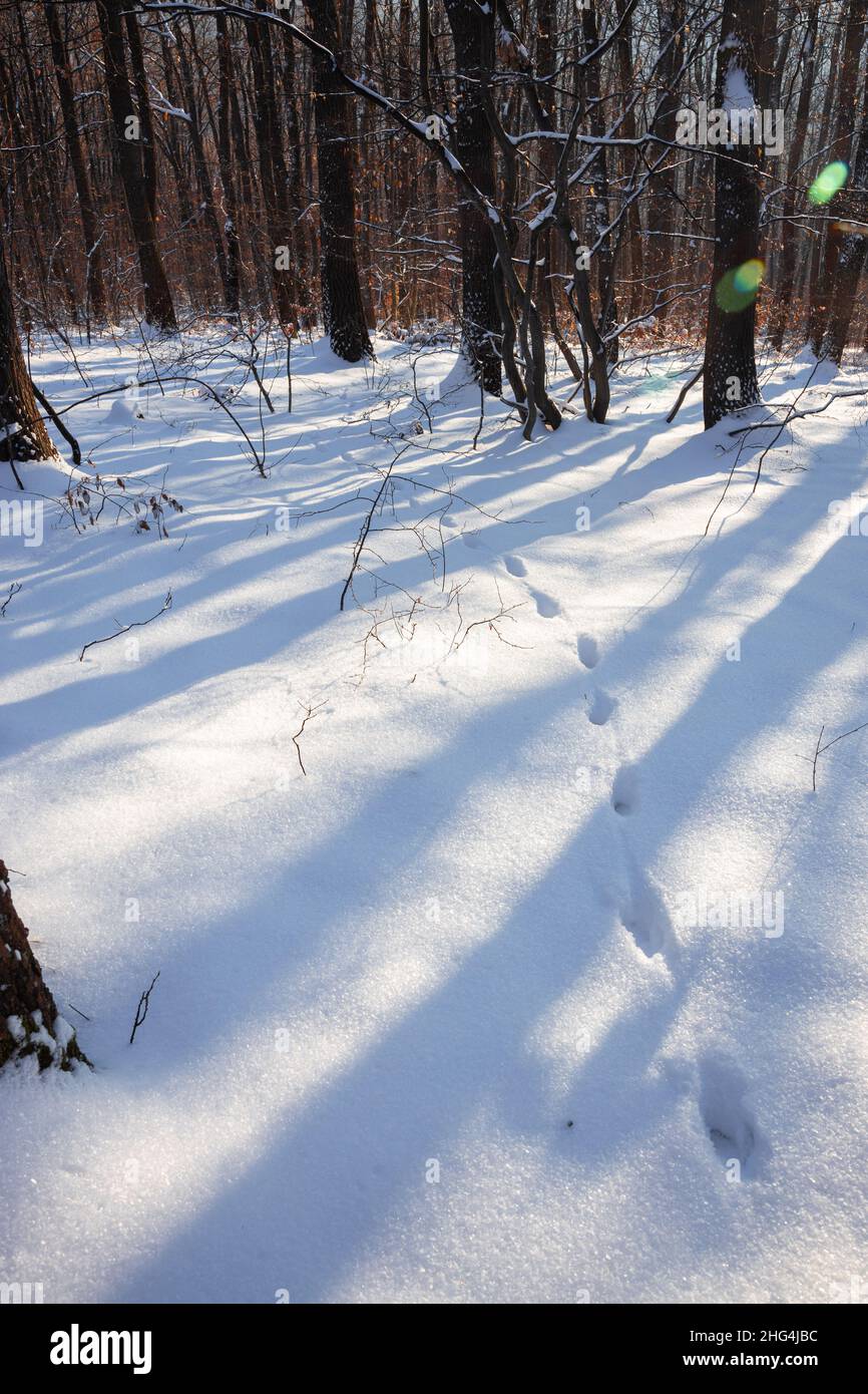 Animal footprint on snow hi-res stock photography and images - Alamy