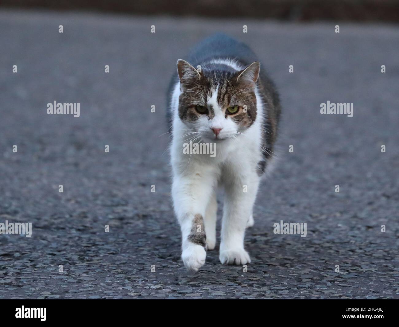 Downing street larry the cat hi-res stock photography and images - Alamy