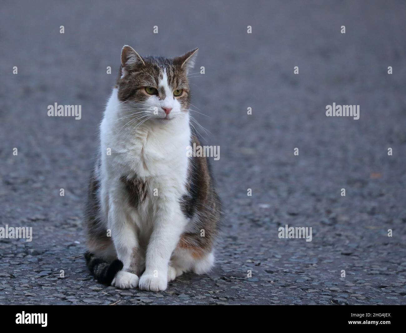 Larry chief mouser to cabinet office hi-res stock photography and ...