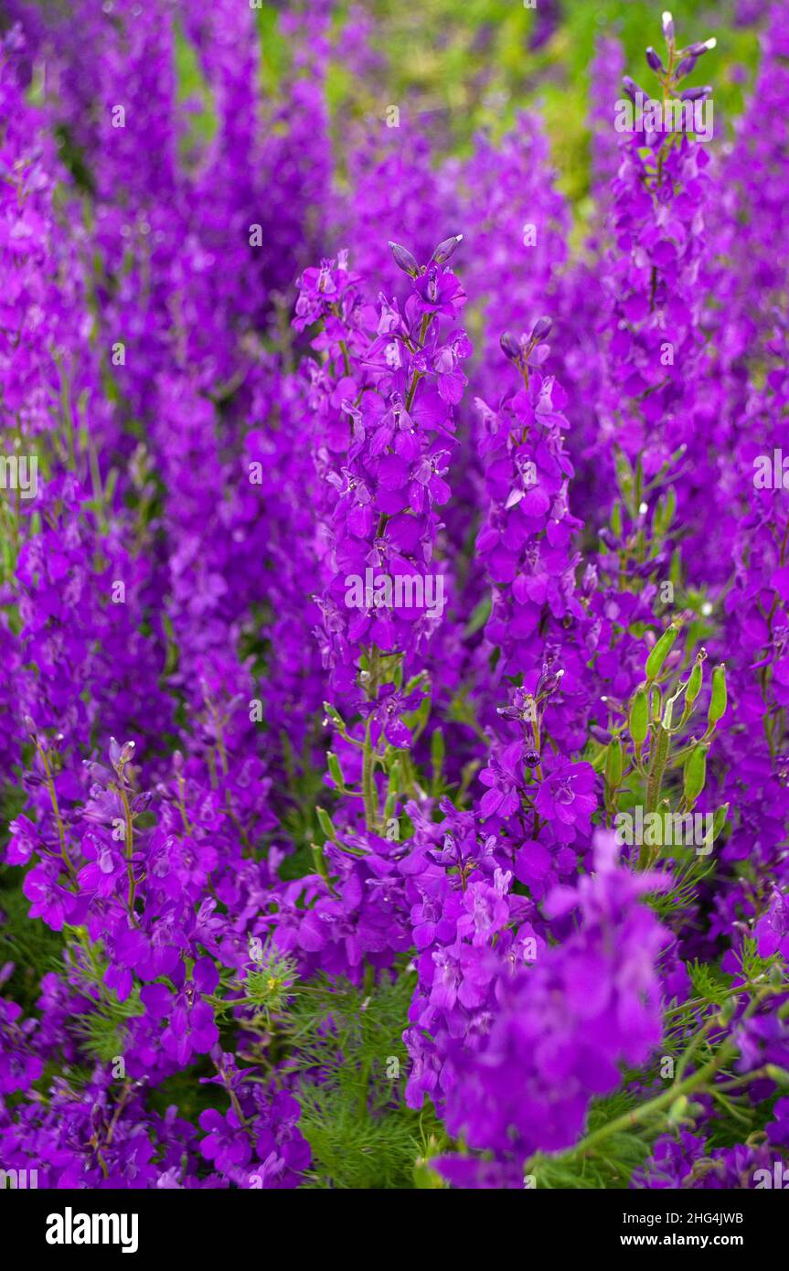 Beautiful floral background. Blurred purple color sage field. Defocused ...