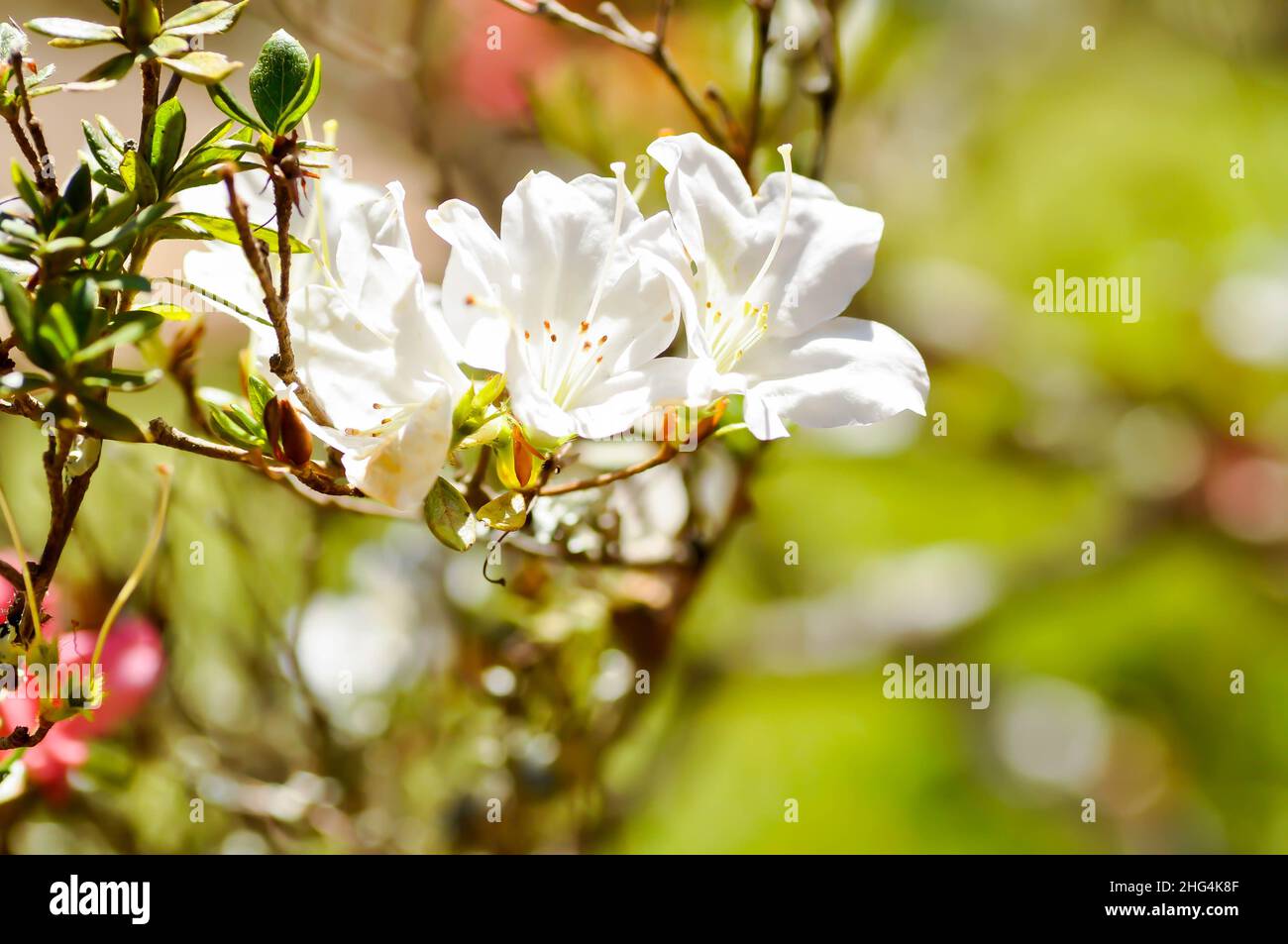 Rhododendron arboreum Smith subsp, delavayi or Franch or Chamberlain or ...