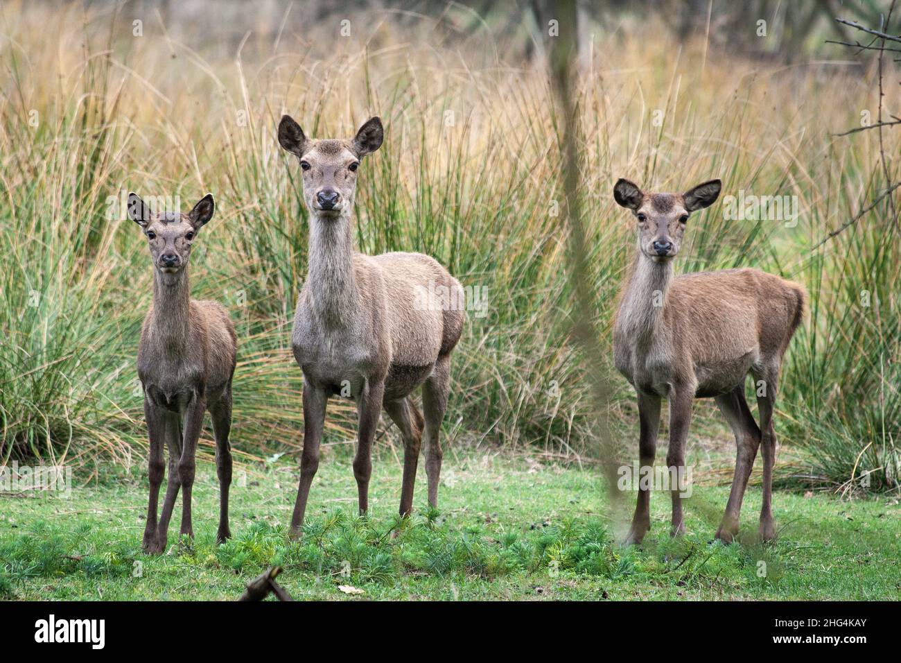 Mesola deer hi-res stock photography and images - Alamy