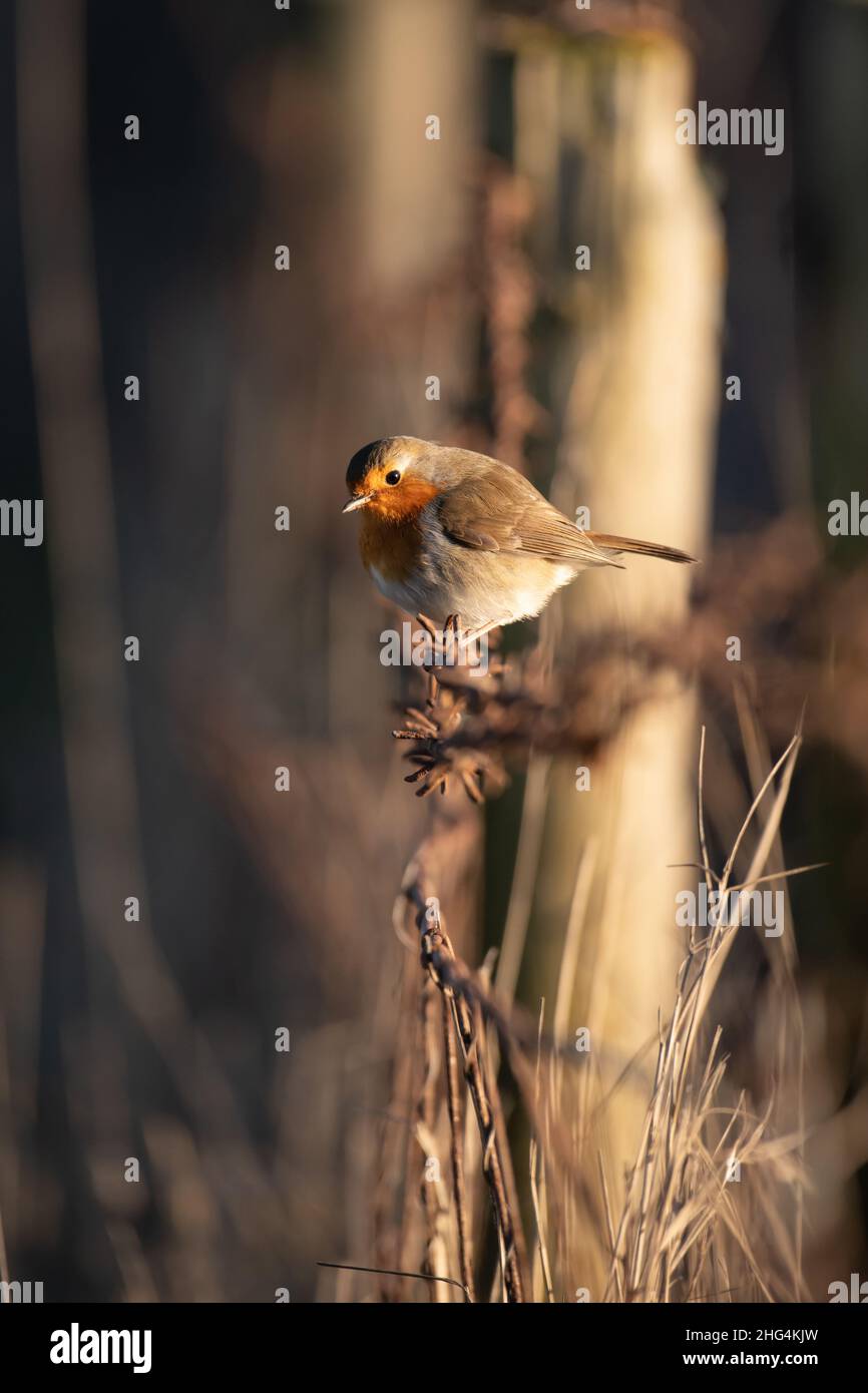 Robin sitting on wire fence hi-res stock photography and images - Alamy