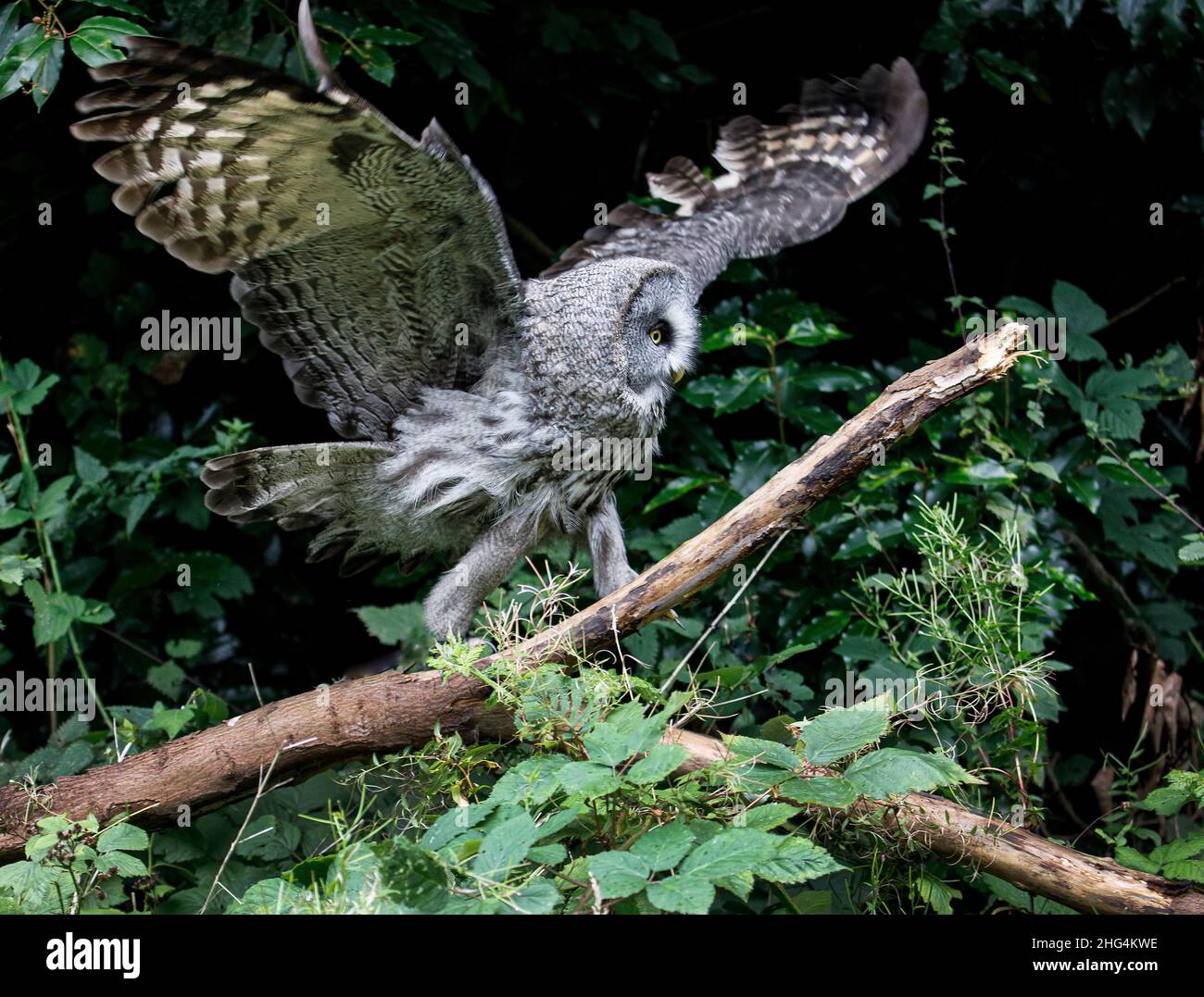Owl walking hi-res stock photography and images - Alamy