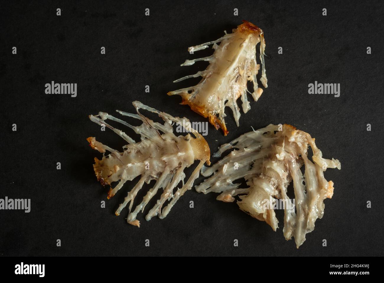 Skeleton of salmon hi-res stock photography and images - Alamy