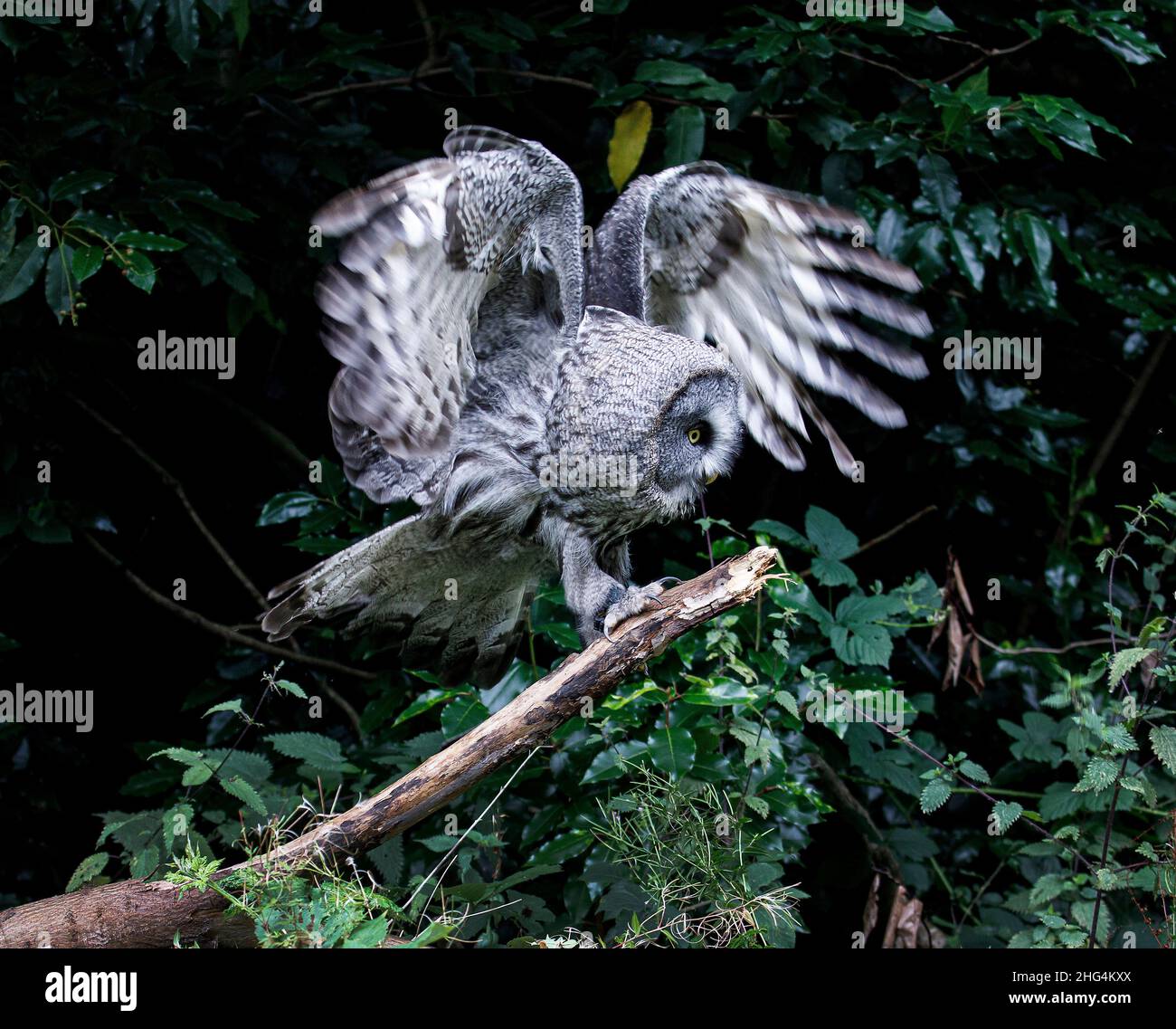 Flapping owl hi-res stock photography and images - Alamy
