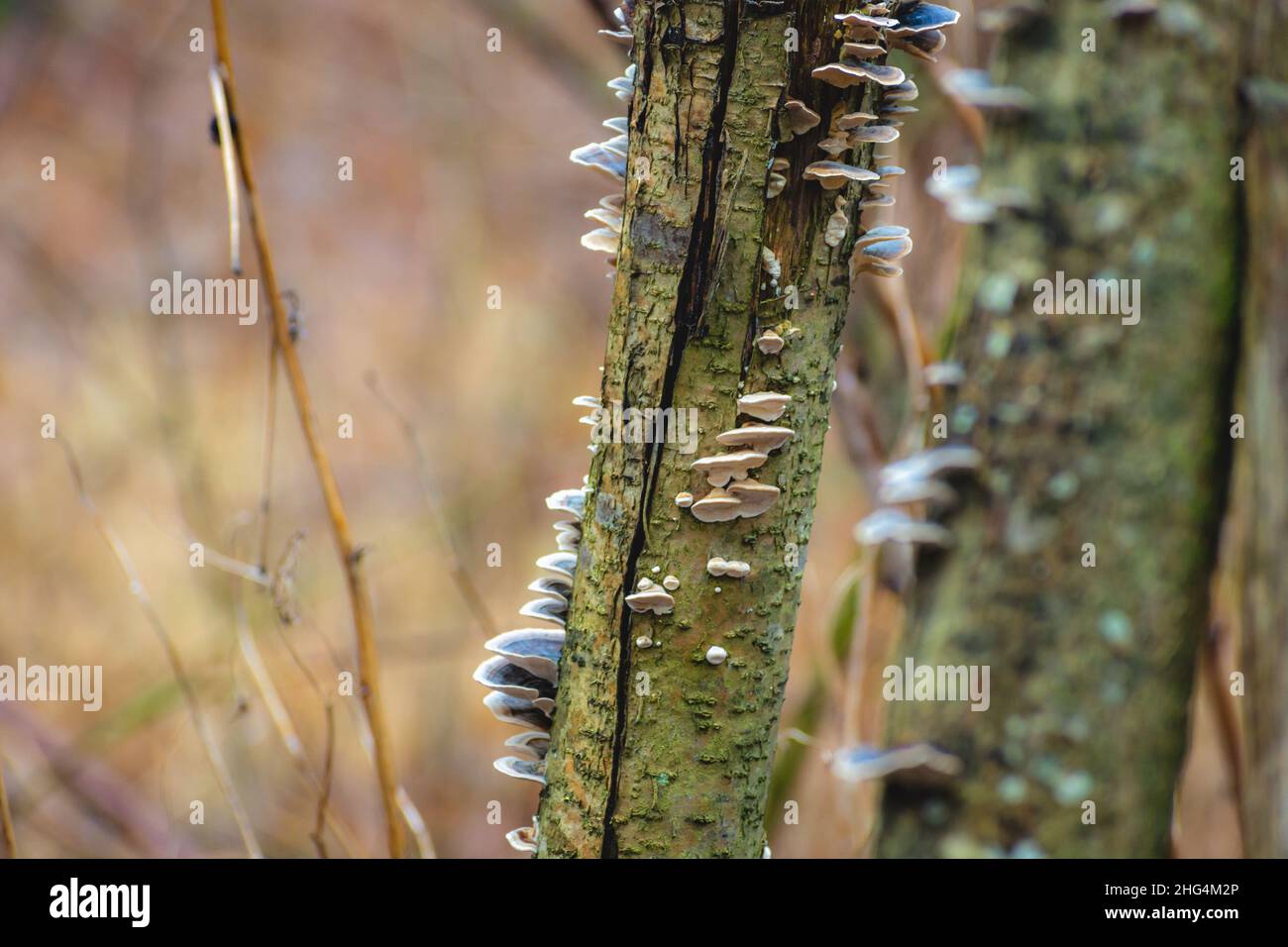 Tree with mushroom hi-res stock photography and images - Alamy