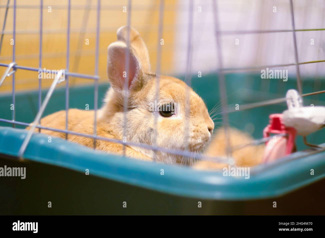 Rabbit in a cage hi-res stock photography and images - Alamy