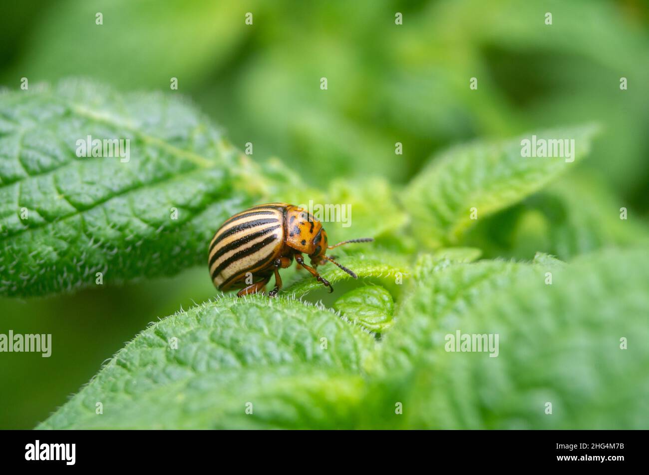 Potato bug hi-res stock photography and images - Alamy