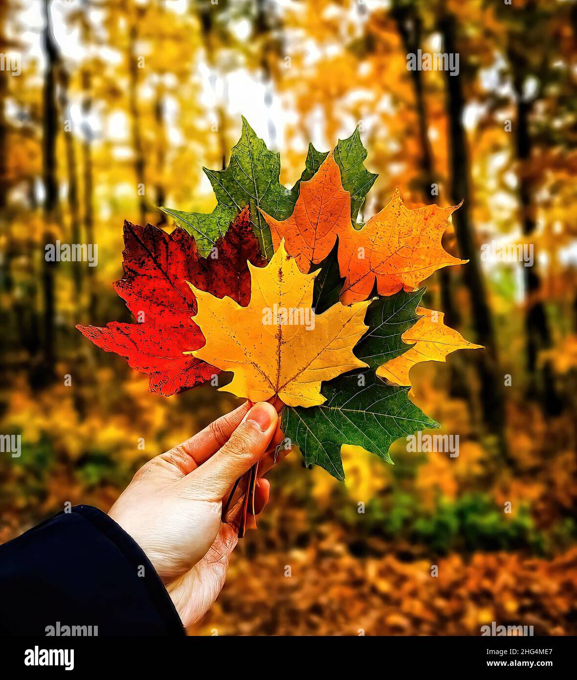 A hand holding maple leaves of different colors in the fall Stock Photo ...
