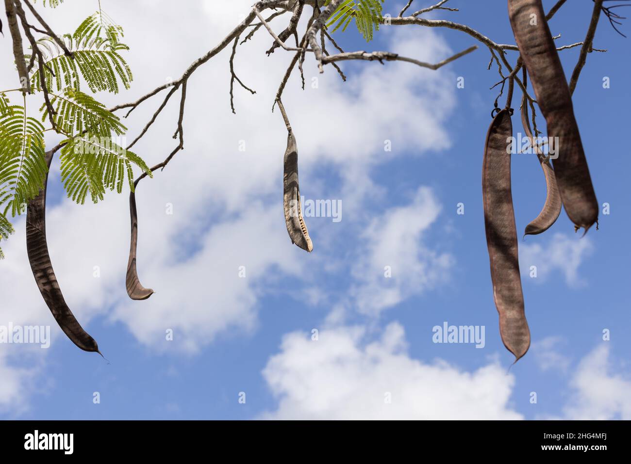 Tropical tree with big seed pods. Selective focus Stock Photo - Alamy
