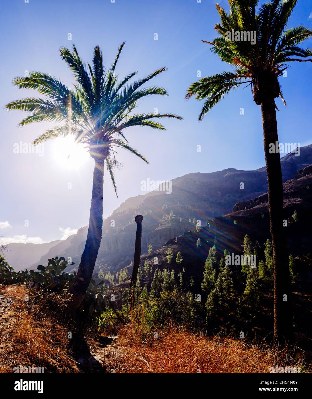 Palm trees in a Moroccan oasis surrounded by mountains in the morning ...