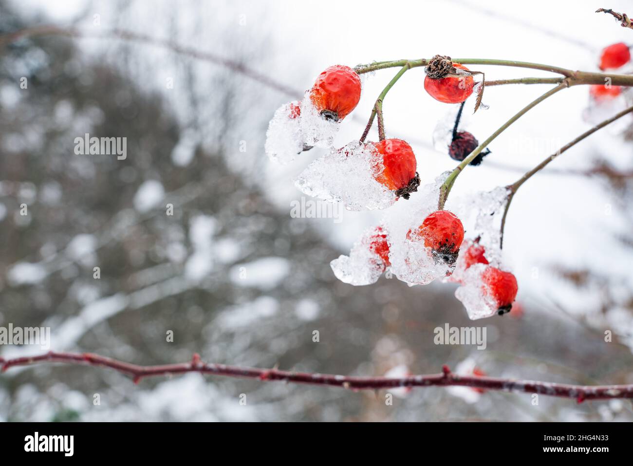 Dog rose hips winter frost hi-res stock photography and images - Alamy
