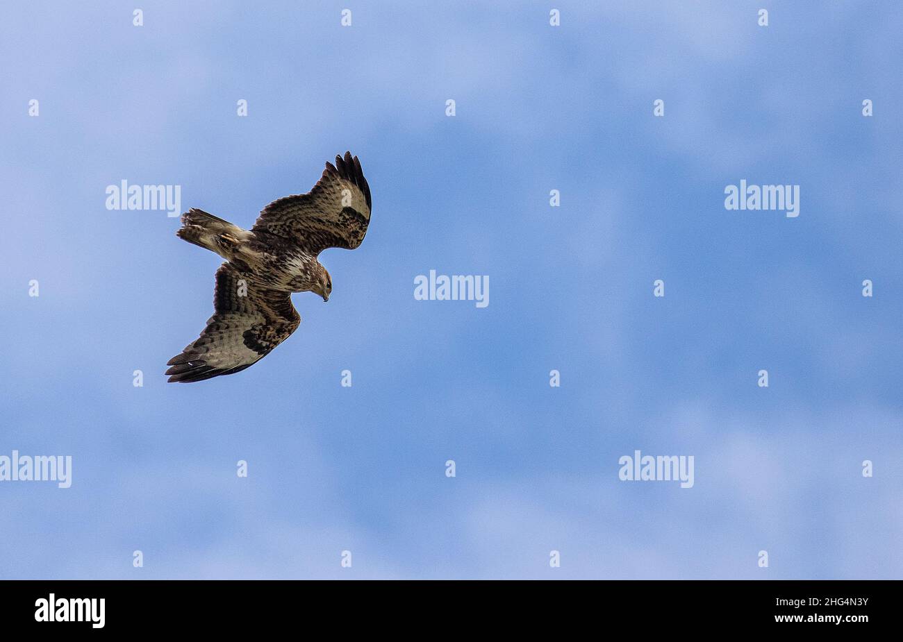 Buzzard in flight Stock Photo - Alamy