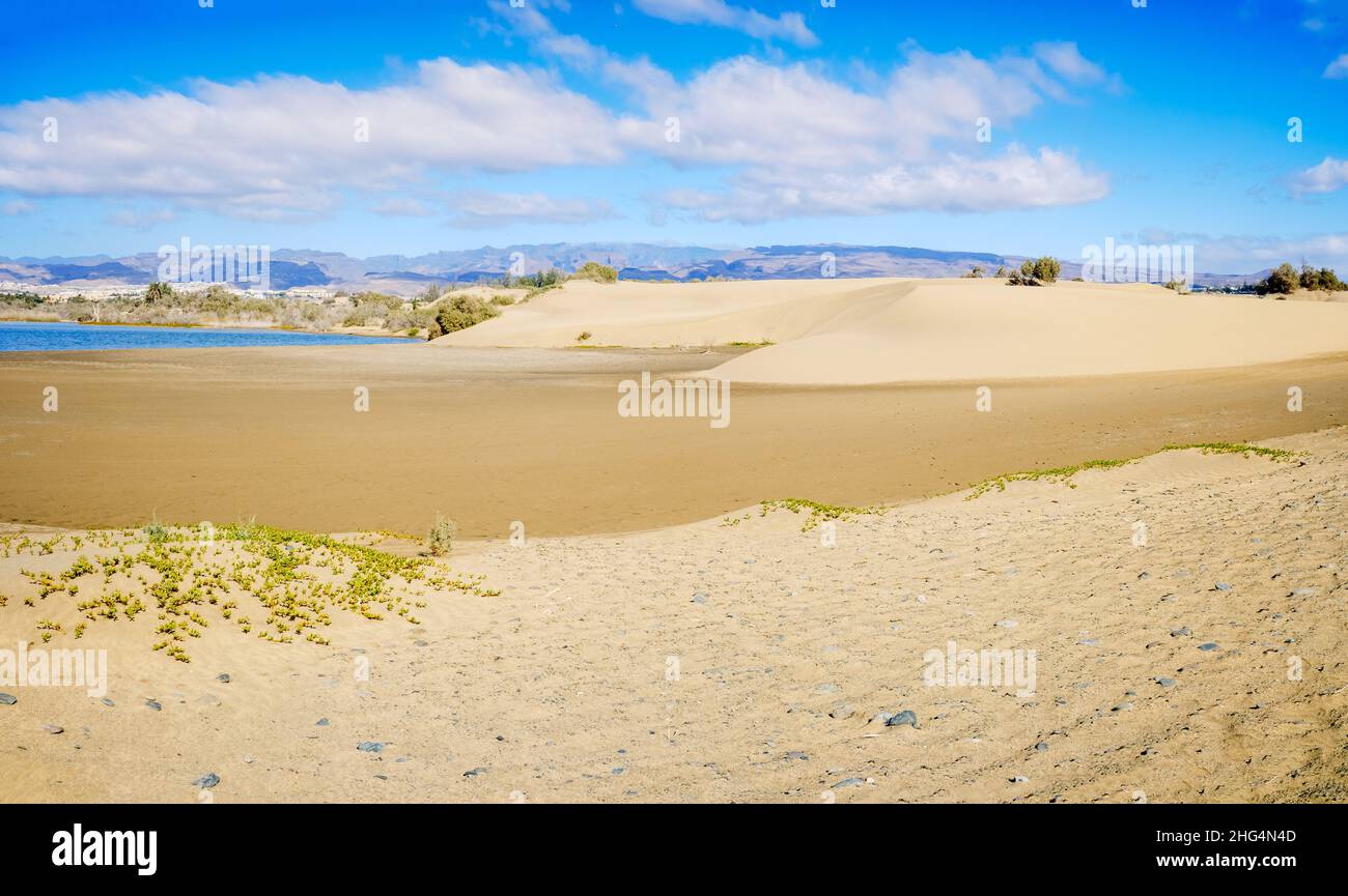 Sand dunes on the Canarian beach of Maspalomas Stock Photo - Alamy