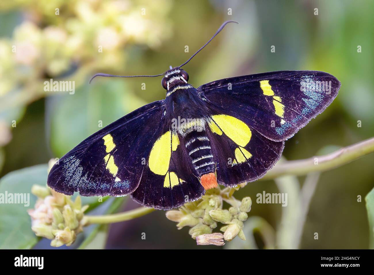 The regent skipper euschemon rafflesia hi-res stock photography and ...