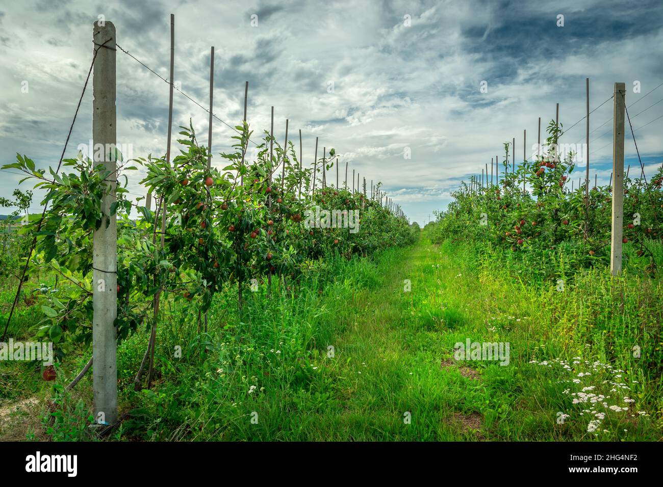 Fruit plantation hi-res stock photography and images - Alamy