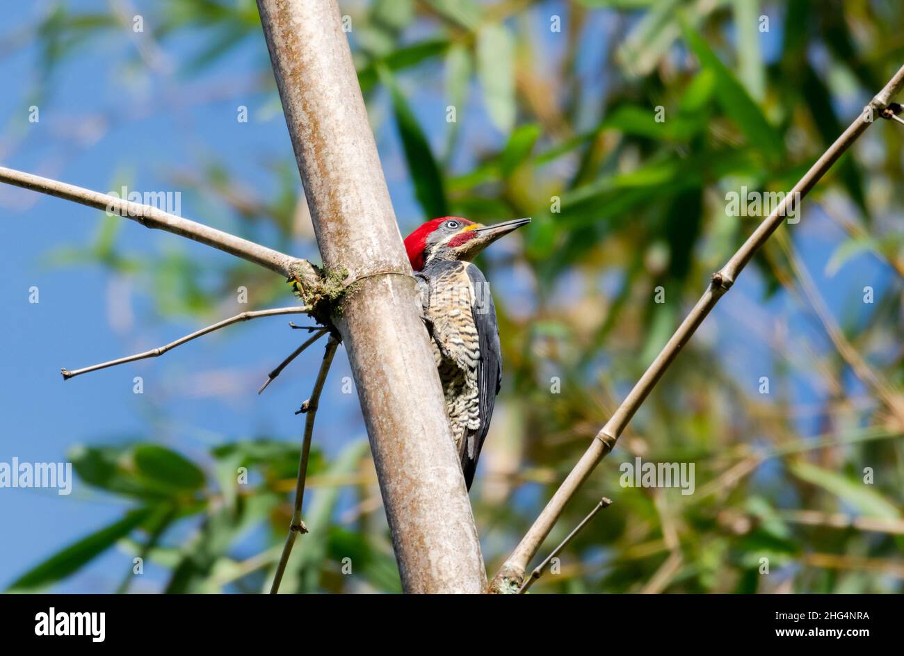 Lineated Woodpecker, Dryocopus lineatus, perching on a branch of a ...