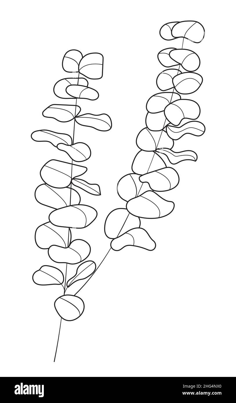 Eucalyptus branch vector in line art style. Bohemian eucalyptus leaves ...